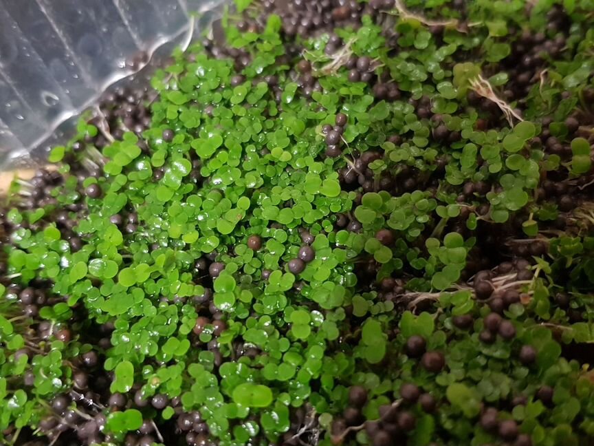 Микронтемум Монте Карло