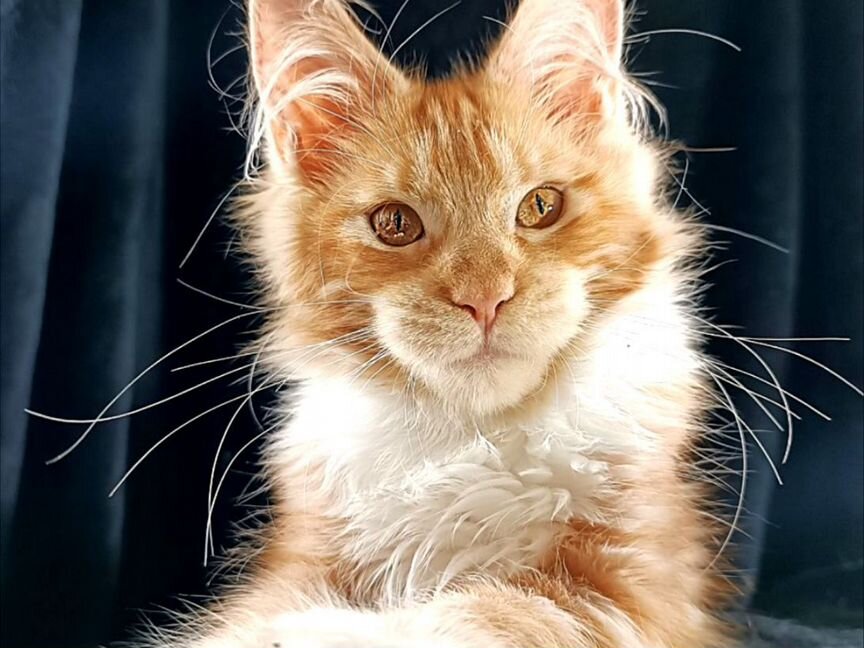 Красавица мейн кун котенок