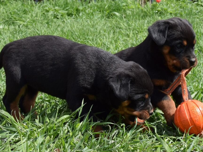 Щенки ротвейлера