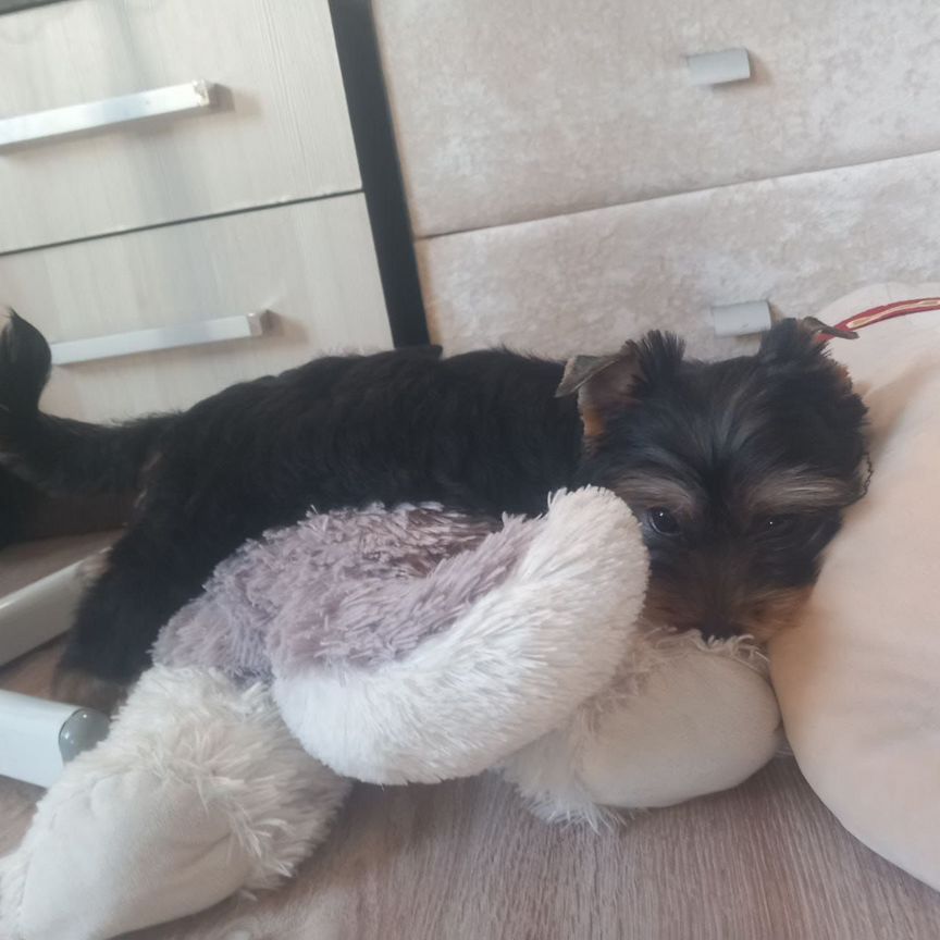 Йоркширский терьер щенки девочки