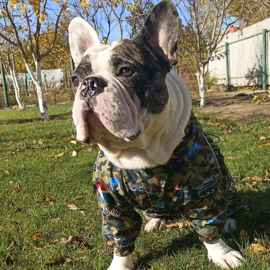 Французский бульдог вязка