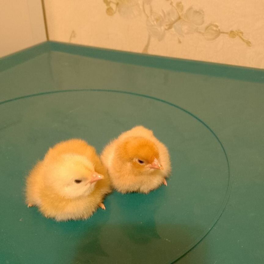 Цыпленок ред бро