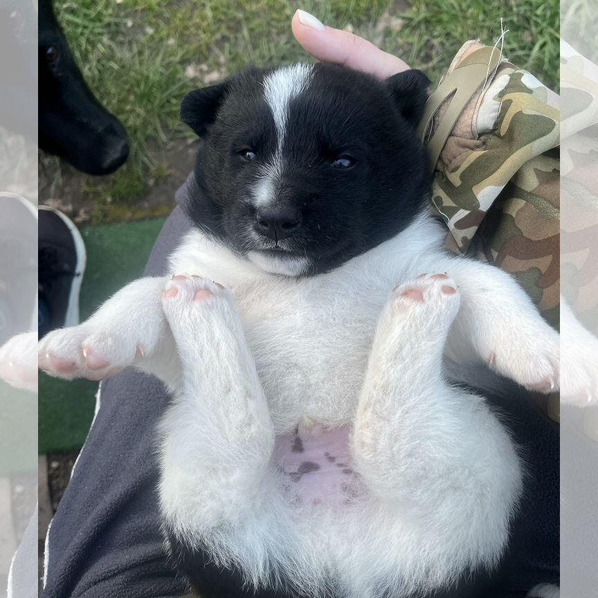 Щенок в добрые руки