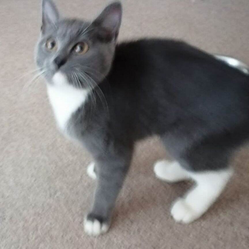 Котёнок в добрые руки