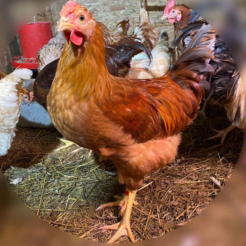 Молодые петухи