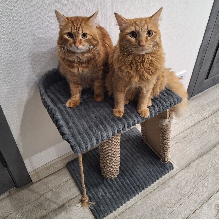 Взрослая, кошка в добрые руки