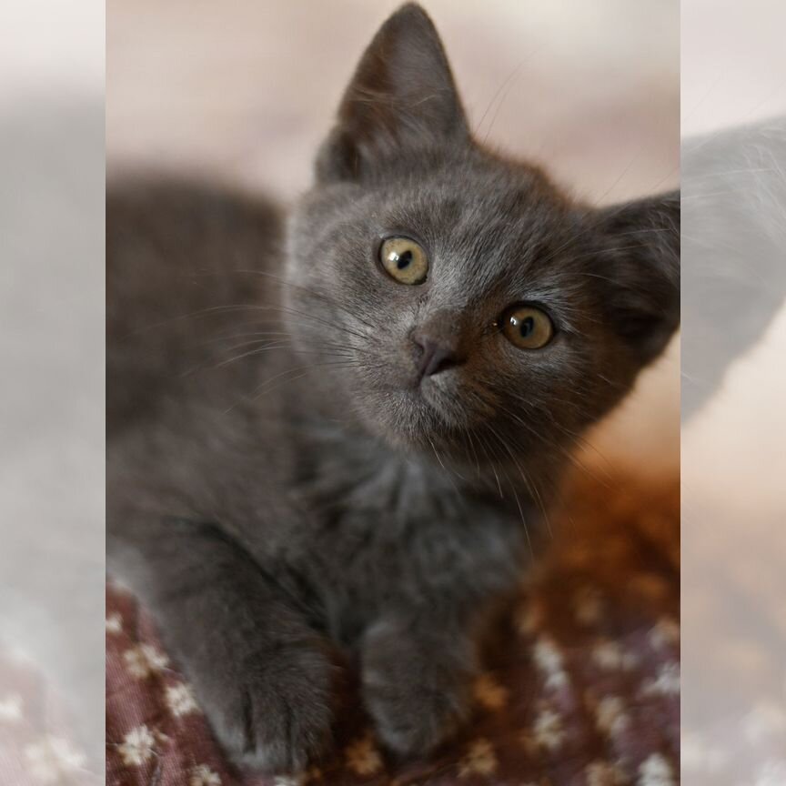 Котенок Эшли ищет семью