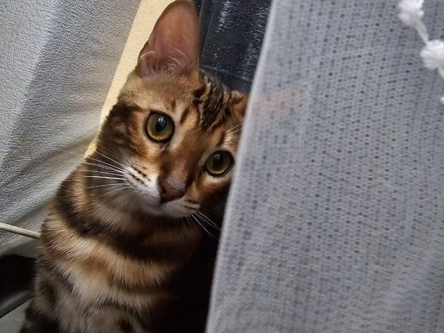 Кошка бенгальская 5 месяцев