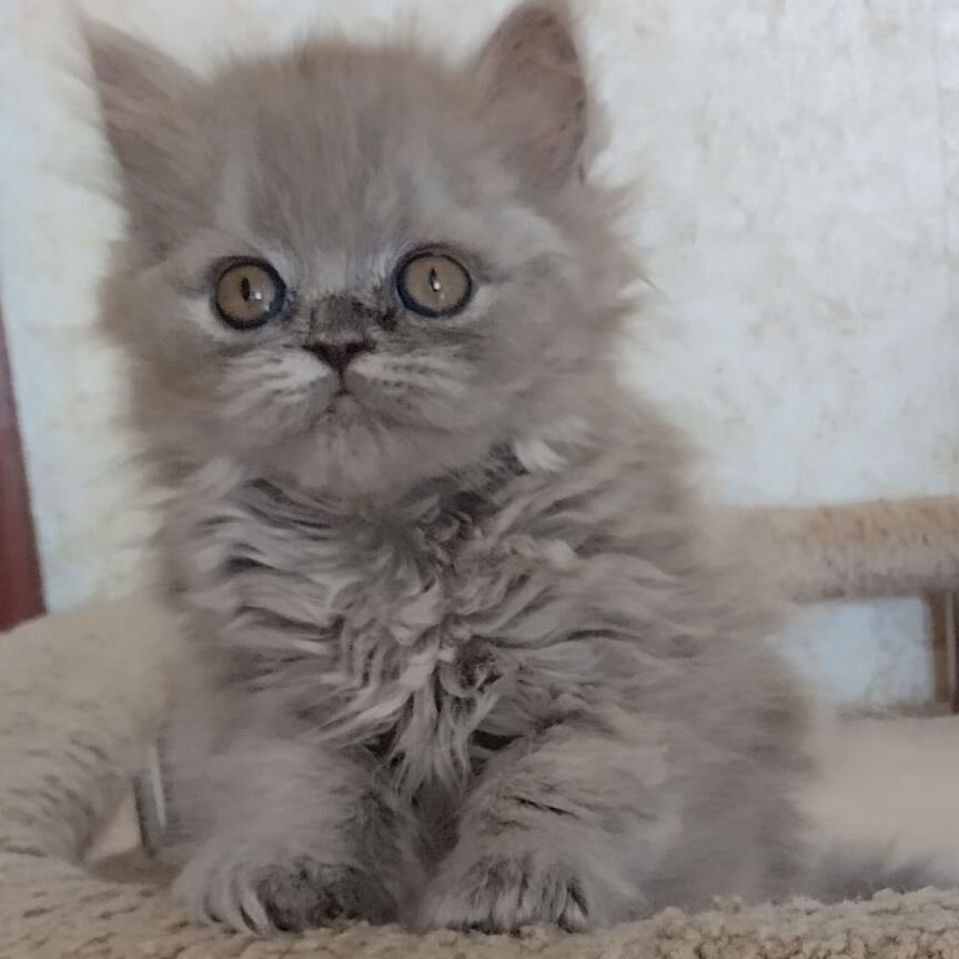 Британский длинношёрстный котёнок