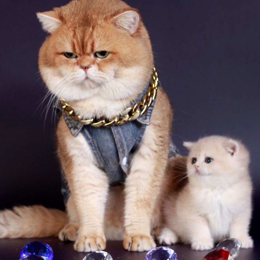 Британский короткошёрстный котёнок