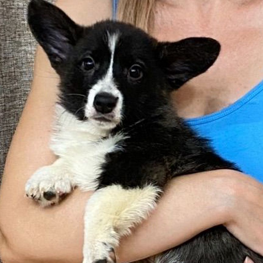 Вельш Корги Кардиган, щенок