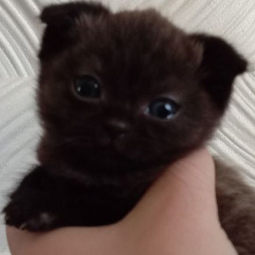 Шотландский вислоухий короткошёрстный котёнок