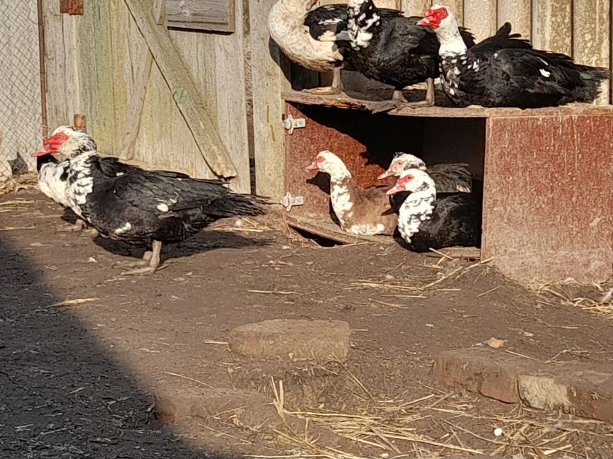 Индоутки на племя