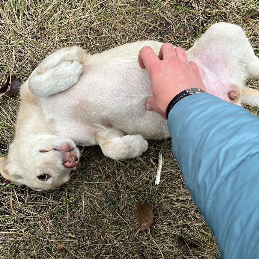 Щенок в добрые руки