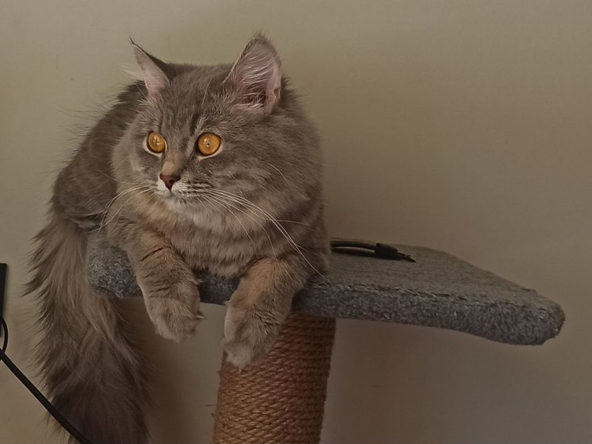 Сибирский котик