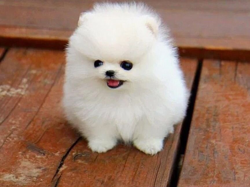 Померанский шпиц, мини