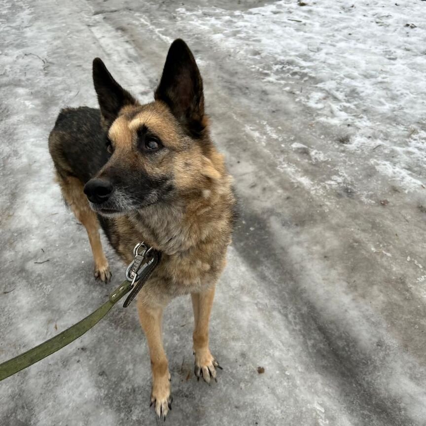 Старенький пес еще надеется найти семью за решетко