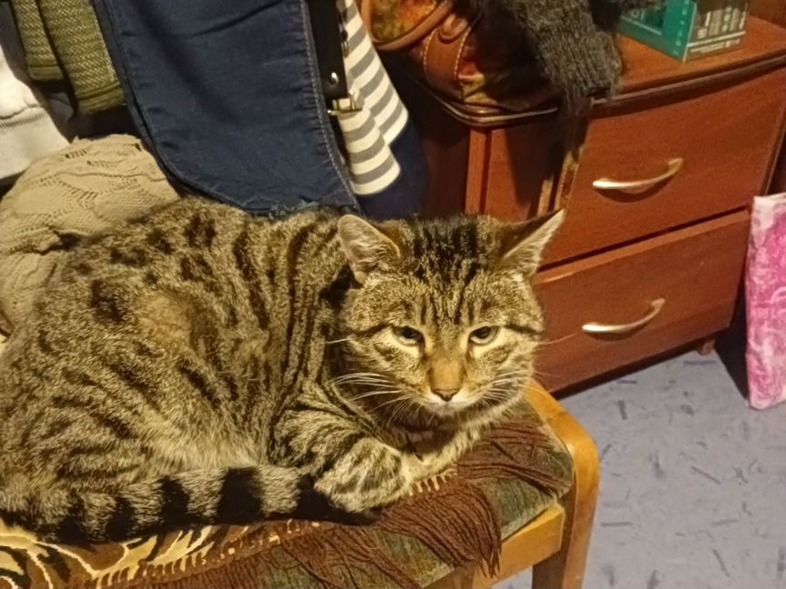 Отдам кощек