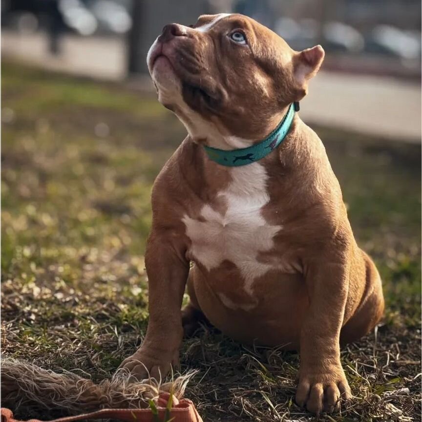 Американский булли, щенок