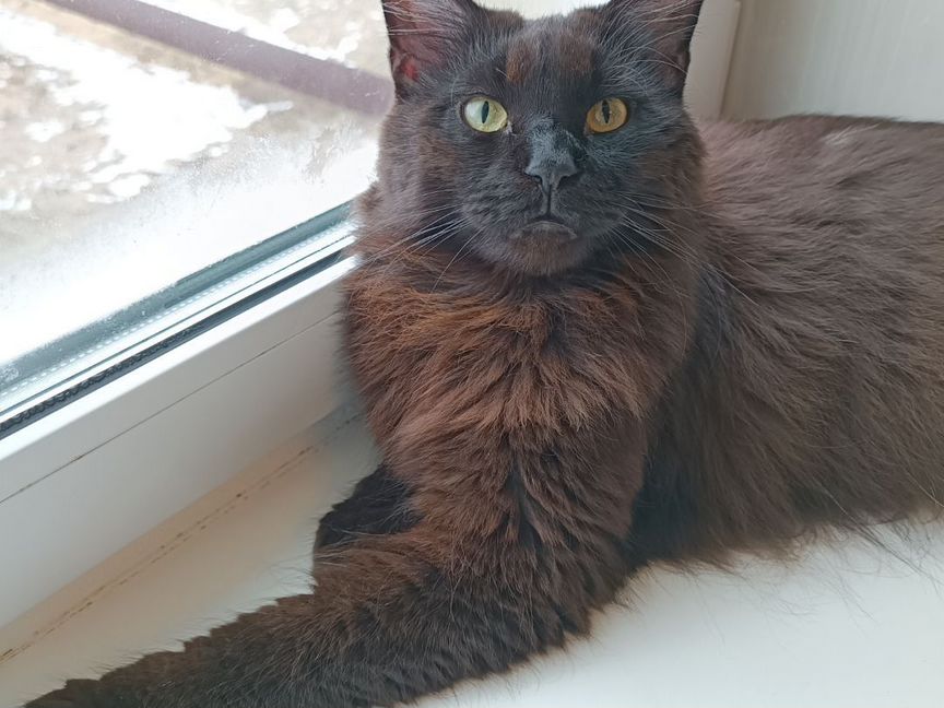 Мейн-кун в добрые руки бесплатно