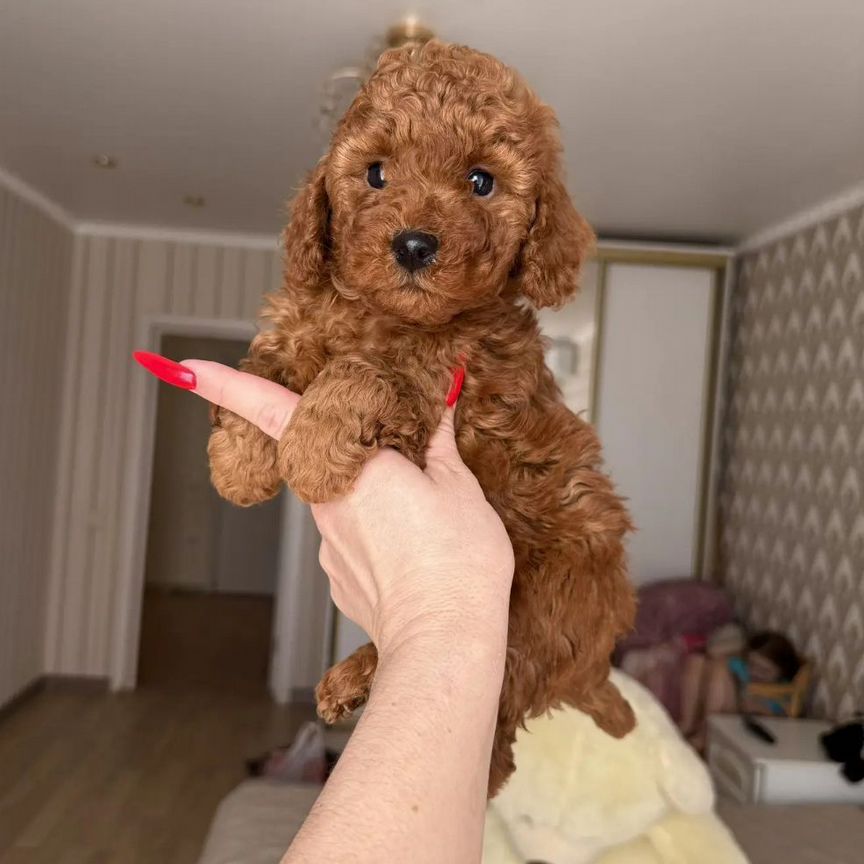 Той-пудель, щенок