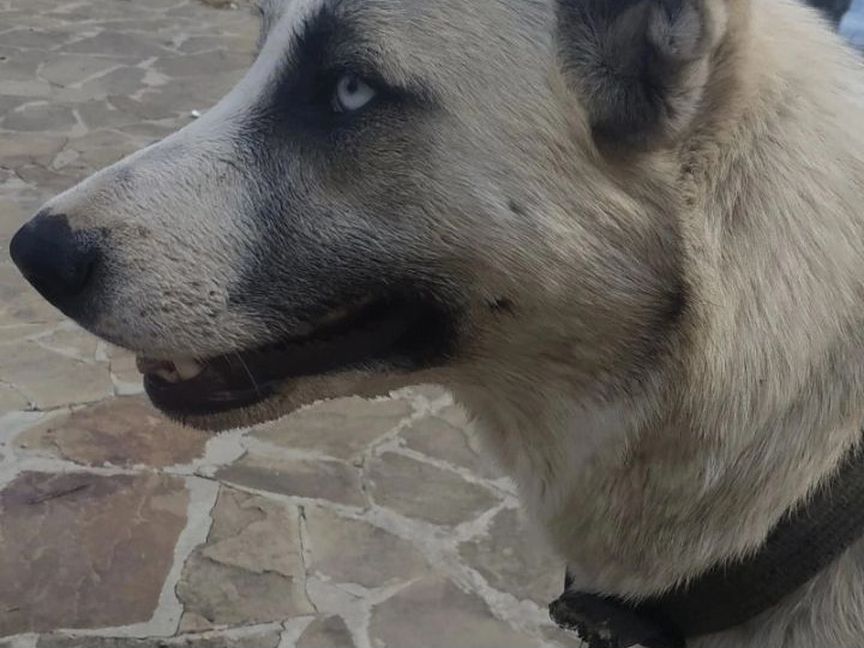 Собаки бесплатно хаски