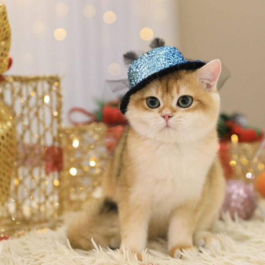 Британский мальчик Рамбо