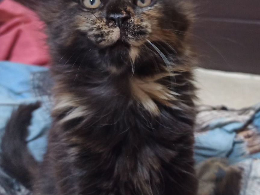 Котята мейн-кун