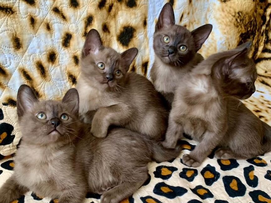 Бурманские котята