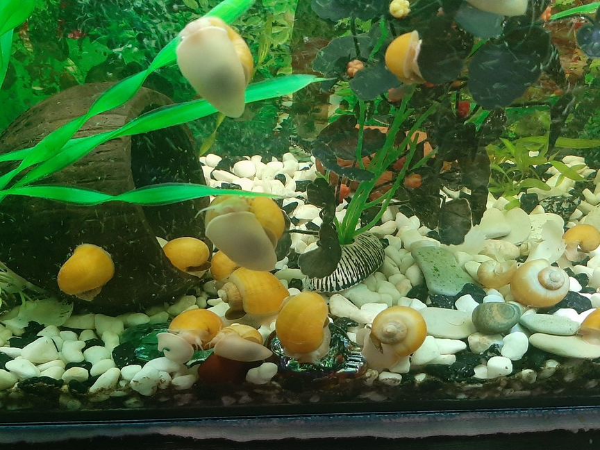 Улитки аквариумные ампулярии
