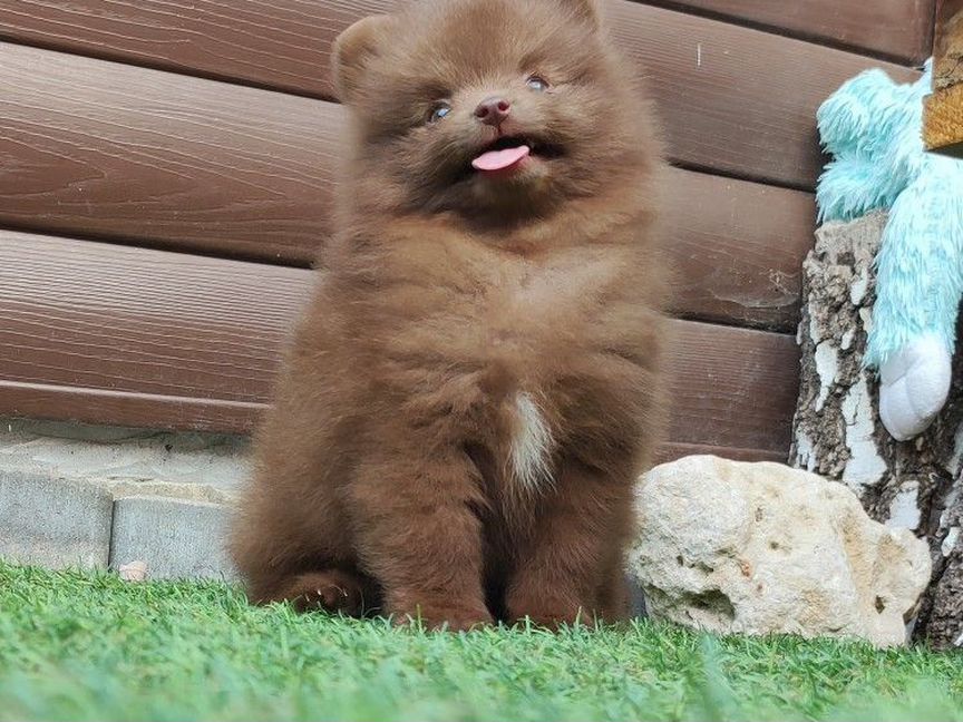 Шпиц щенульки мальчик и девочка