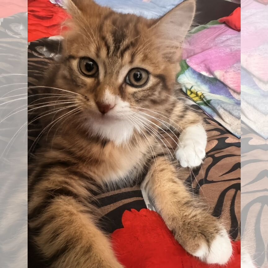 Котята в добрые руки бесплатно мальчик