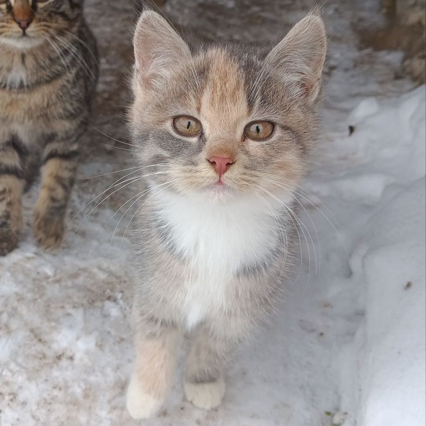 Котёнок в добрые руки