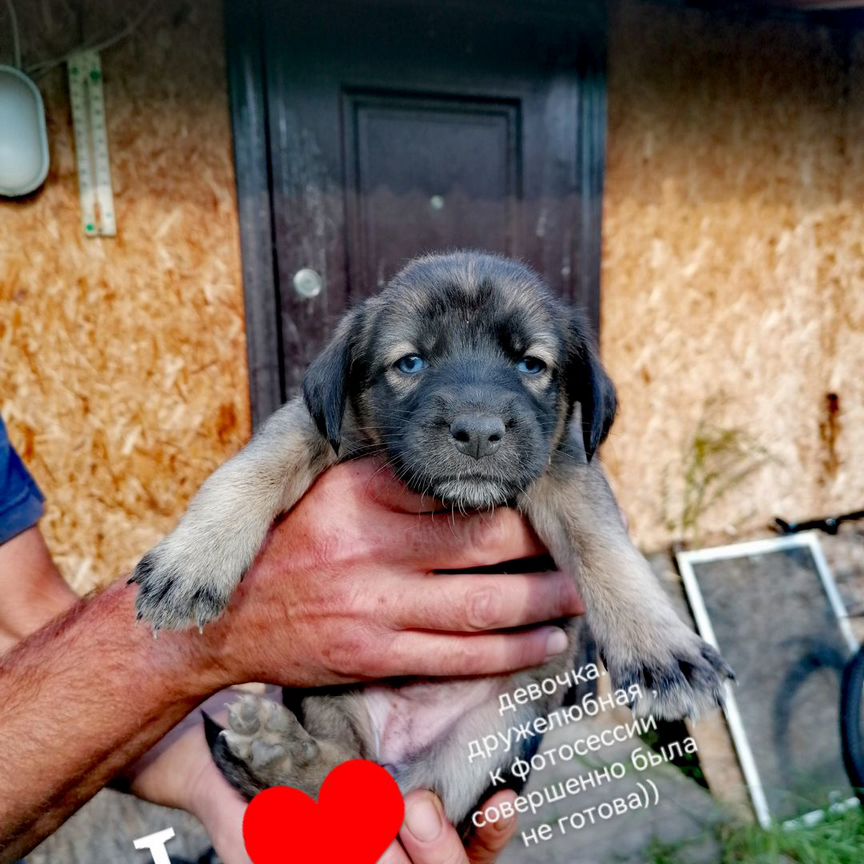 Щенок в добрые руки бесплатно