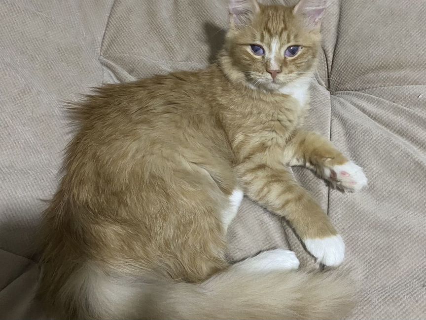 Рыжие везунчики