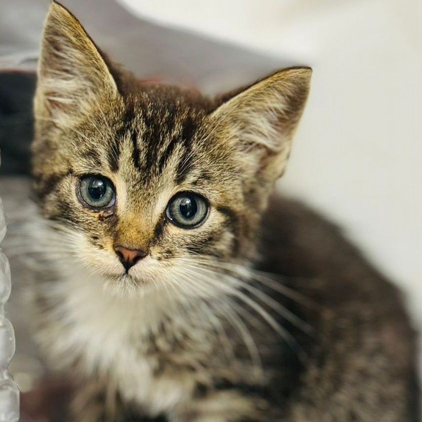 Котёнком 1,5мес ласковый чудо малыш. Ищет дом