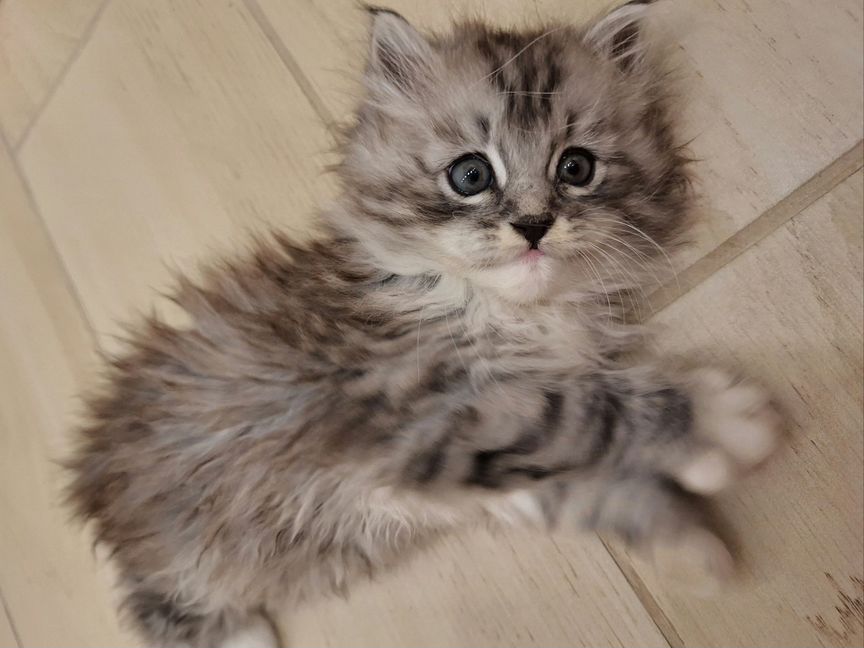 Сибирская кошечка