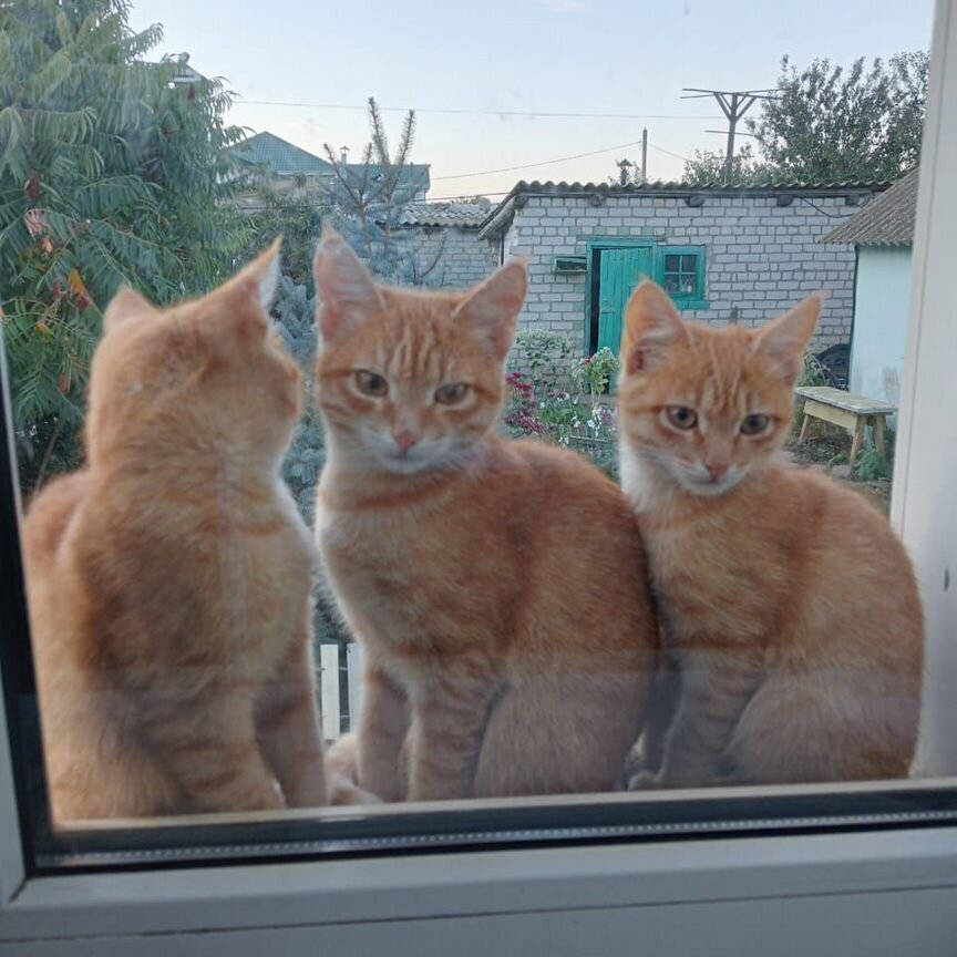 Котята
