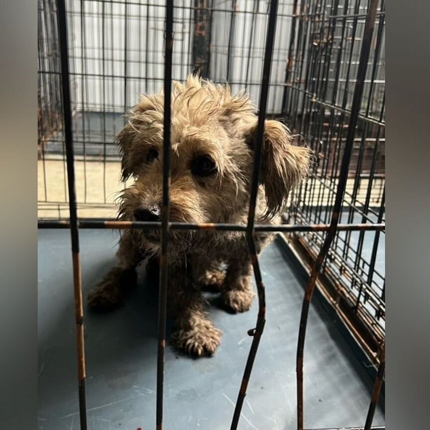 Маленький песик попал в отлов. Ищет дом