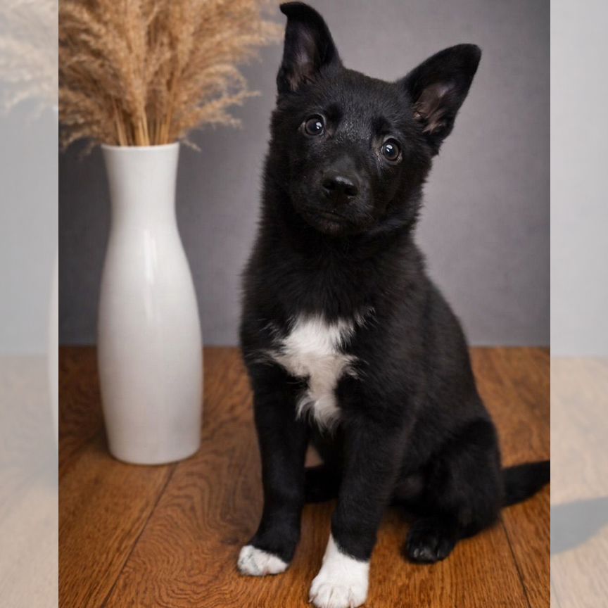 Щенок в добрые руки