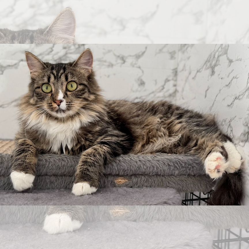 Взрослая, Девочка кошка в добрые руки