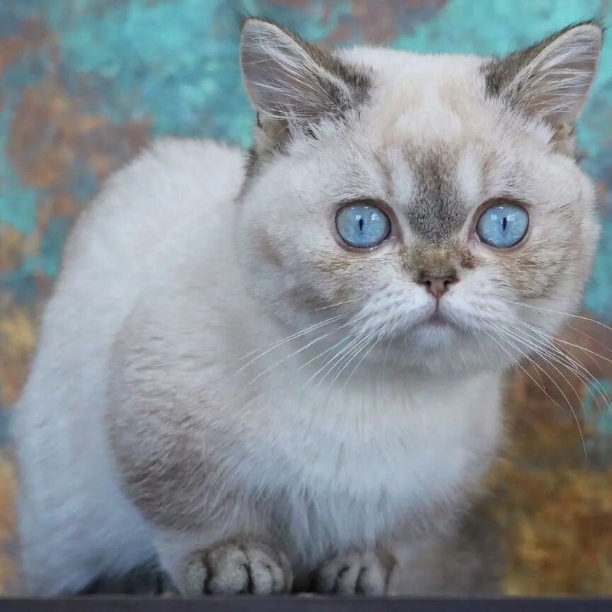 Манчкин котёнок