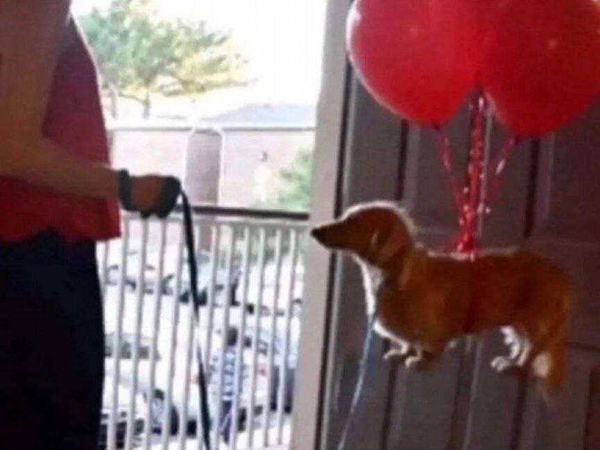 Продам породистую собаку