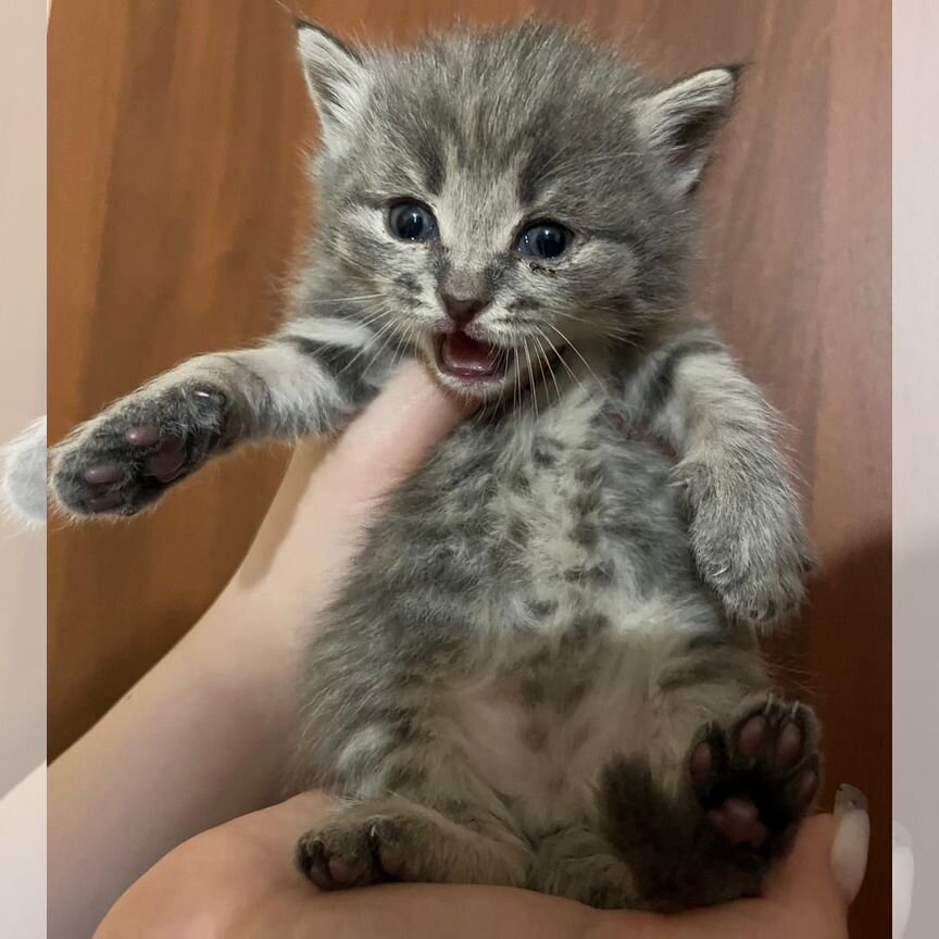 Отдаём котят в хорошие руки