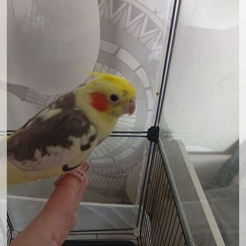 Попугай корелла