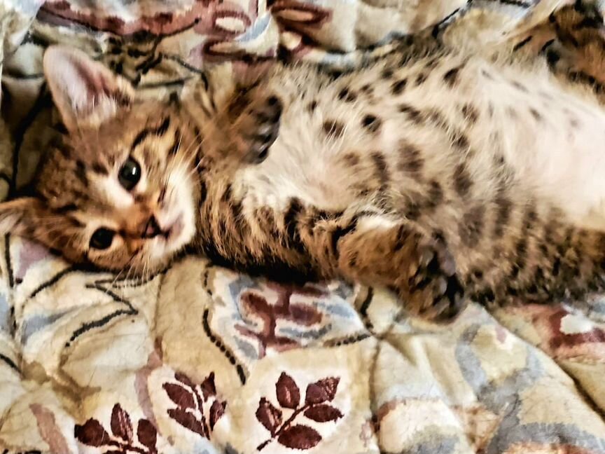 Забавный котенок Тeмa ищет дом