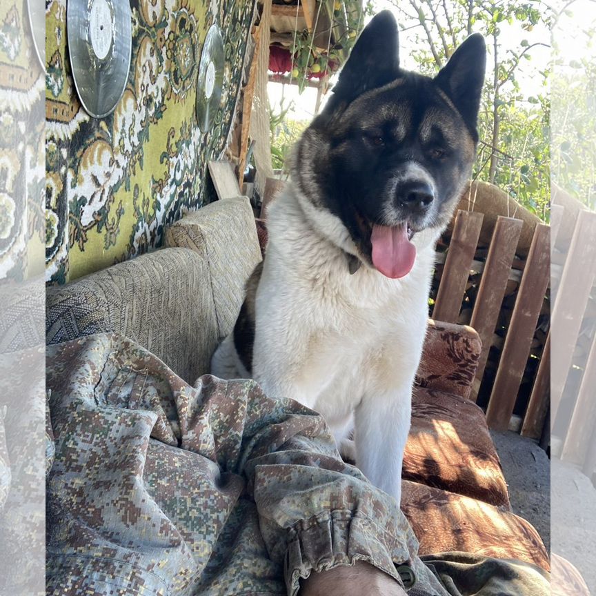 Акита-ину, щенок