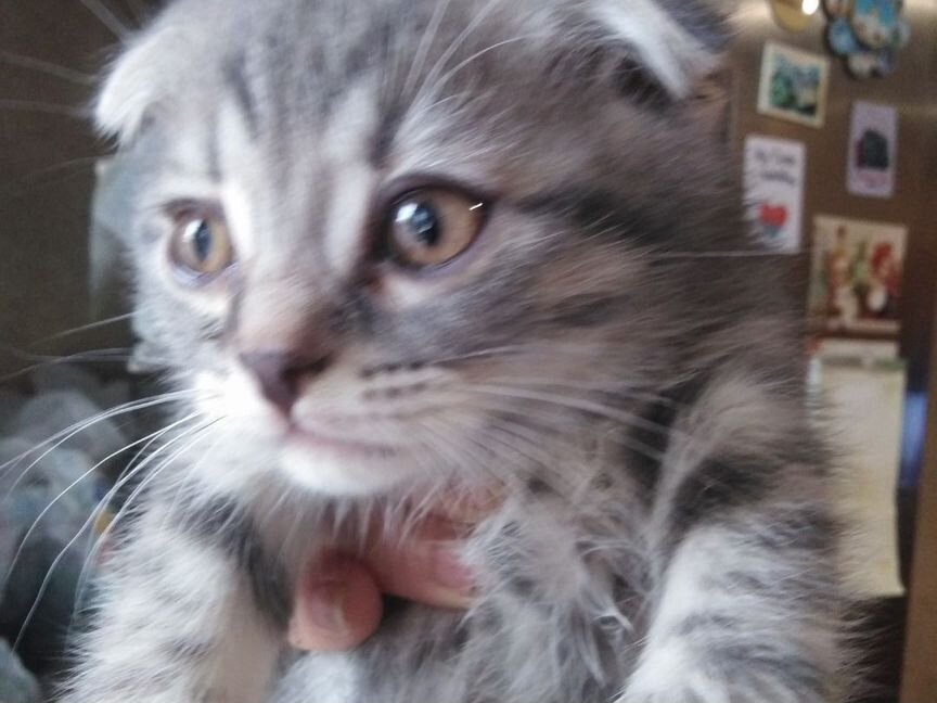 Шотландская вислоухая кошка