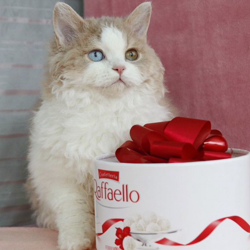 Разноглазый селкирк-рекс