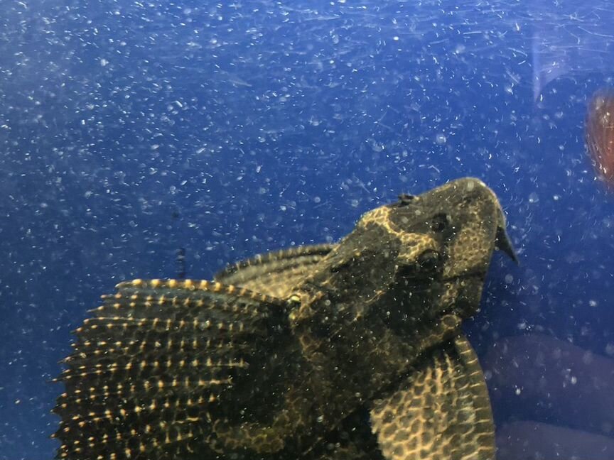 Парчовый сом, птеригоплихт